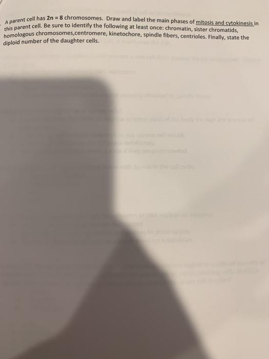 Solved A parent cell has 2n = 8 chromosomes. Draw and label | Chegg.com