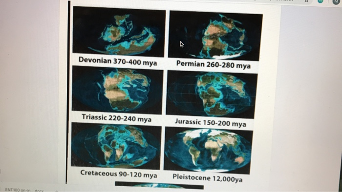 Solved Devonian 370-400 mya Permian 260-280 mya Triassic | Chegg.com