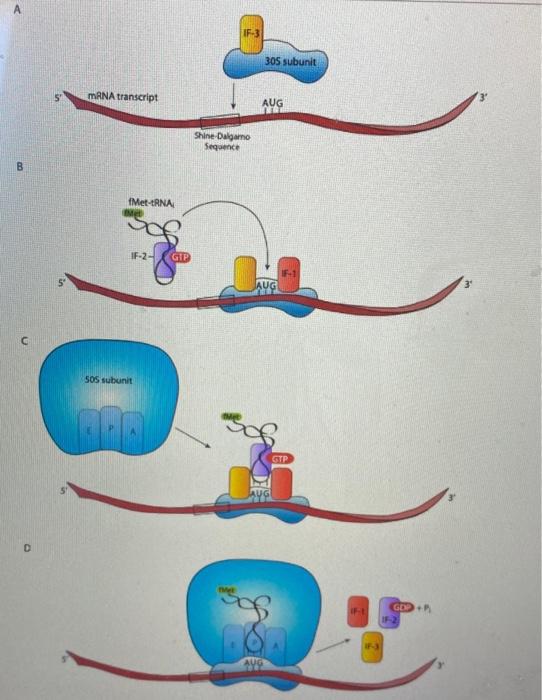 Solved describe the prokaryotic translation initiation shown | Chegg.com