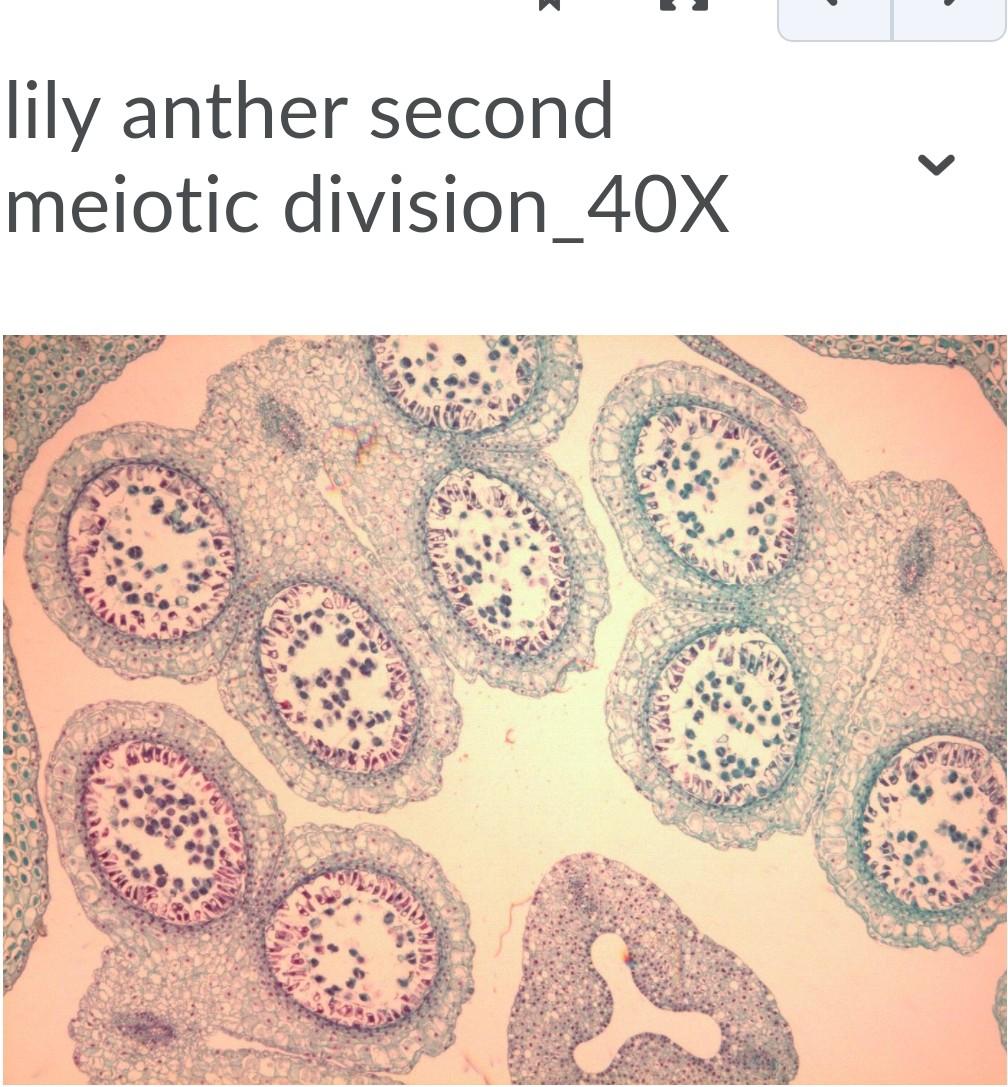 Solved lily anther second meiotic division_40X > lily | Chegg.com