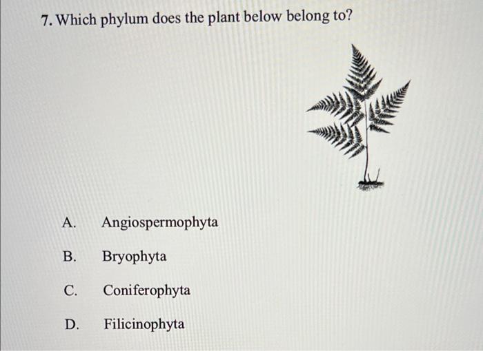 Solved 7. Which phylum does the plant below belong to? A. | Chegg.com