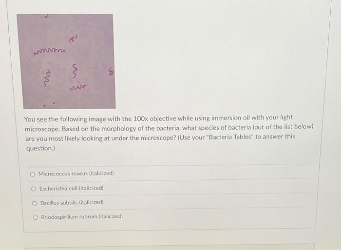 Solved ş You see the following image with the 100x objective | Chegg.com