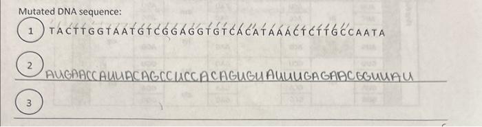 Solved Mutated DNA sequence: | Chegg.com