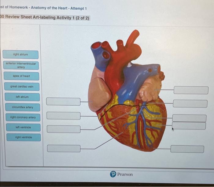 st of Homework - Anatomy of the Heart - Attempt 1 30 | Chegg.com