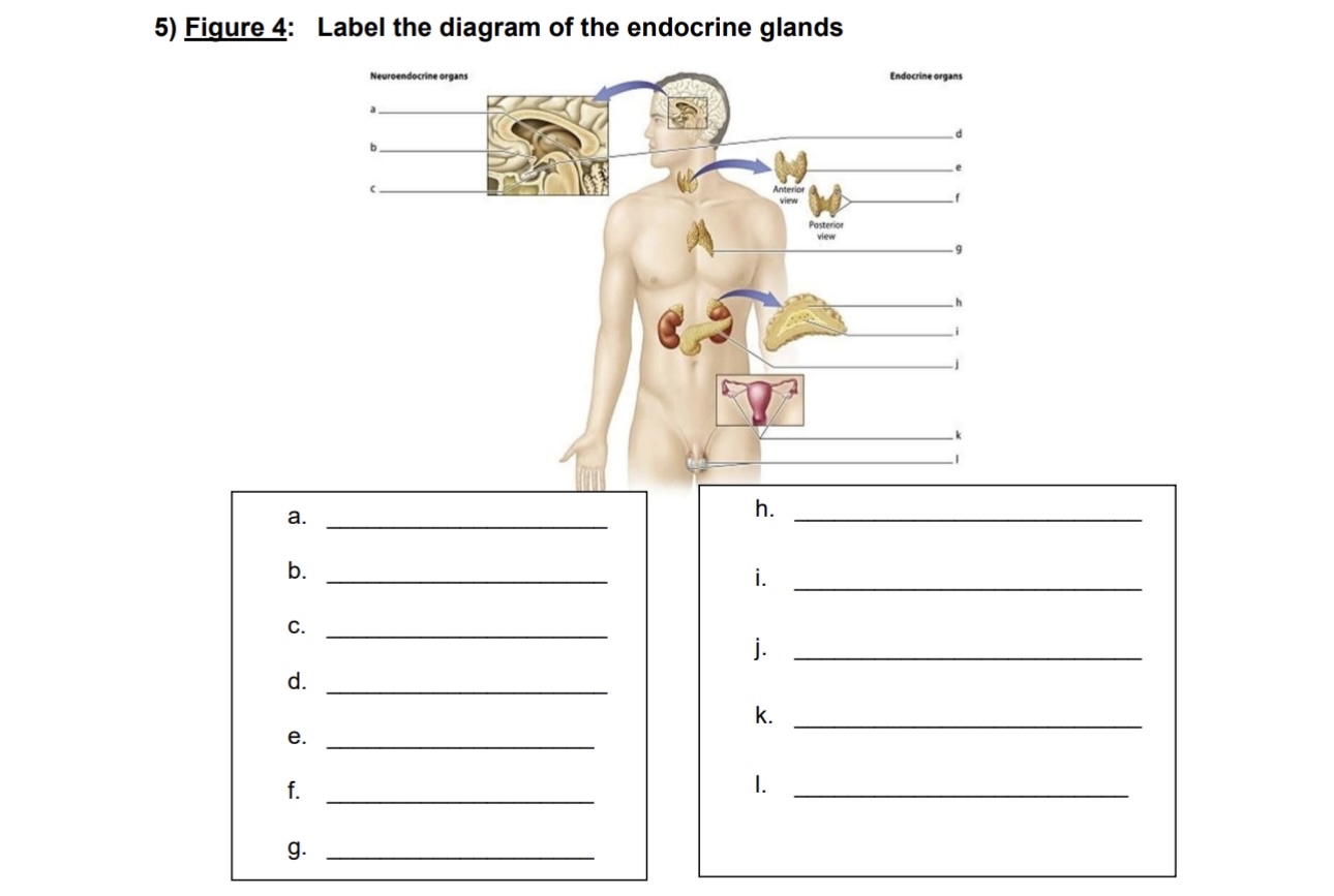 Solved Figure 4: Label the diagram of the endocrine | Chegg.com