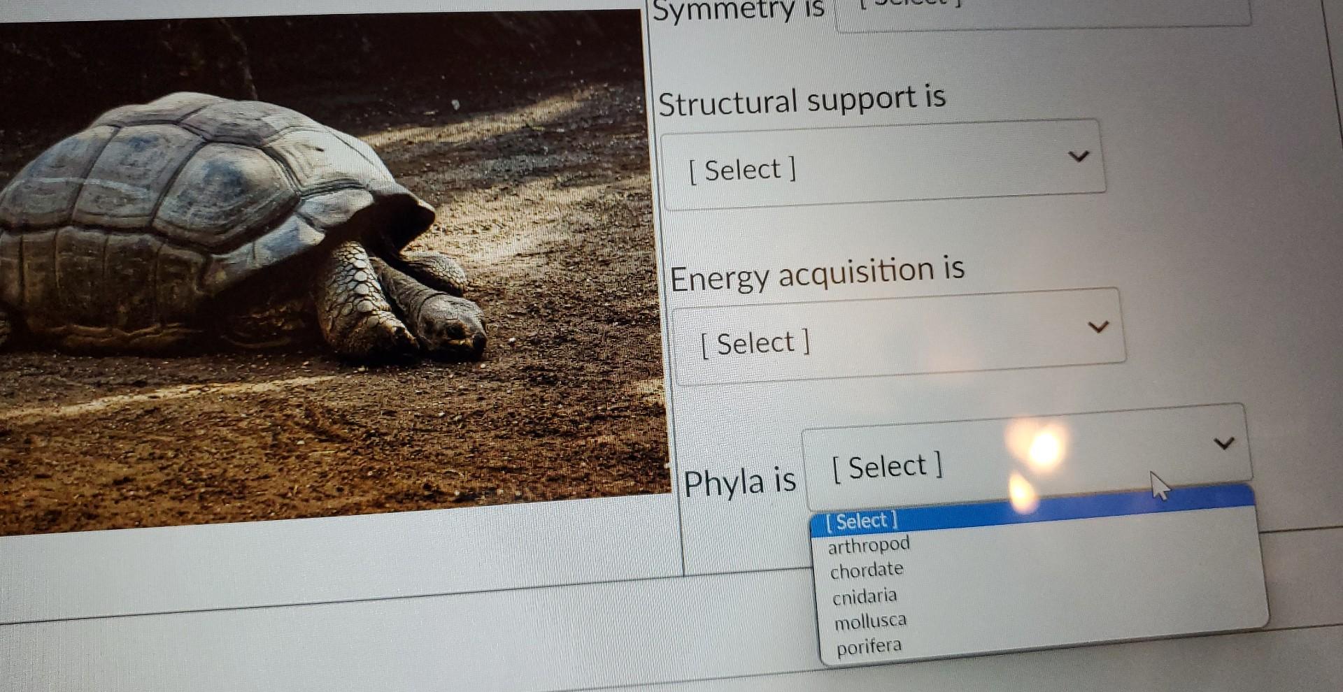 Solved hyla isSymmetry is bilateral Structural support is | Chegg.com