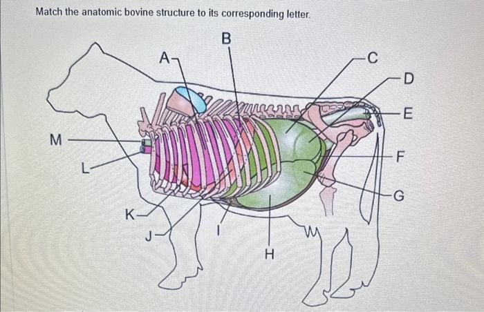 Solved Match the anatomic bovine structure to its | Chegg.com