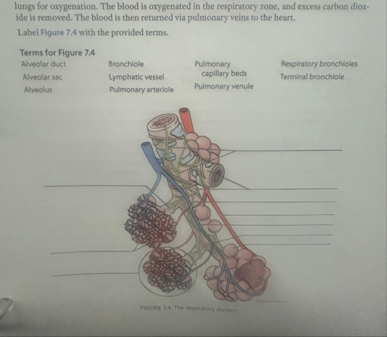 Solved lungs for oxygenation. The blood is oxygenated in the | Chegg.com