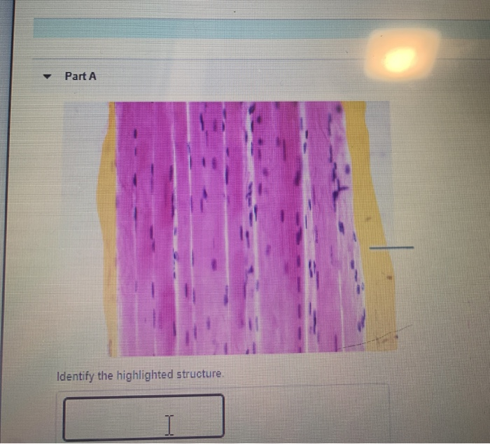 Solved Part A Identify the highlighted structure, | Chegg.com
