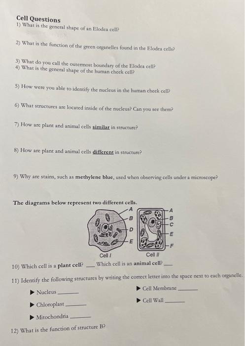 Solved Cell Questions 1) What is the genenal shape of an | Chegg.com