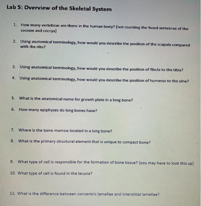 Solved Lab 5: Overview of the Skeletal System 1. How many | Chegg.com