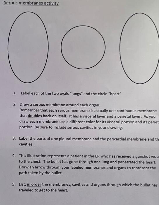 Solved Serous membranes activity 0oC 1. Label each of the | Chegg.com