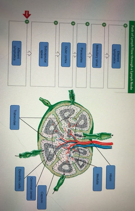 Solved Path of Lymph Flow through a Lymph Node Efferent | Chegg.com