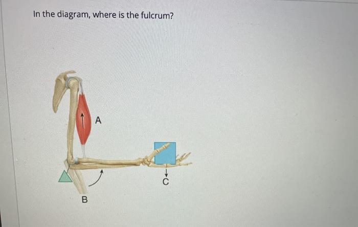 Solved In the diagram, where is the fulcrum? A B | Chegg.com