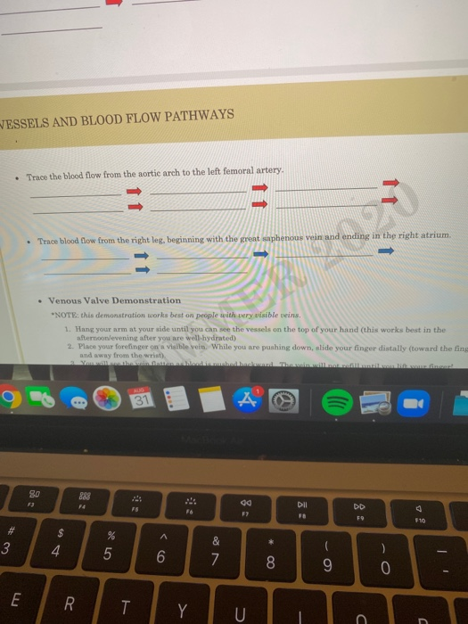 Solved VESSELS AND BLOOD FLOW PATHWAYS • Trace the blood | Chegg.com