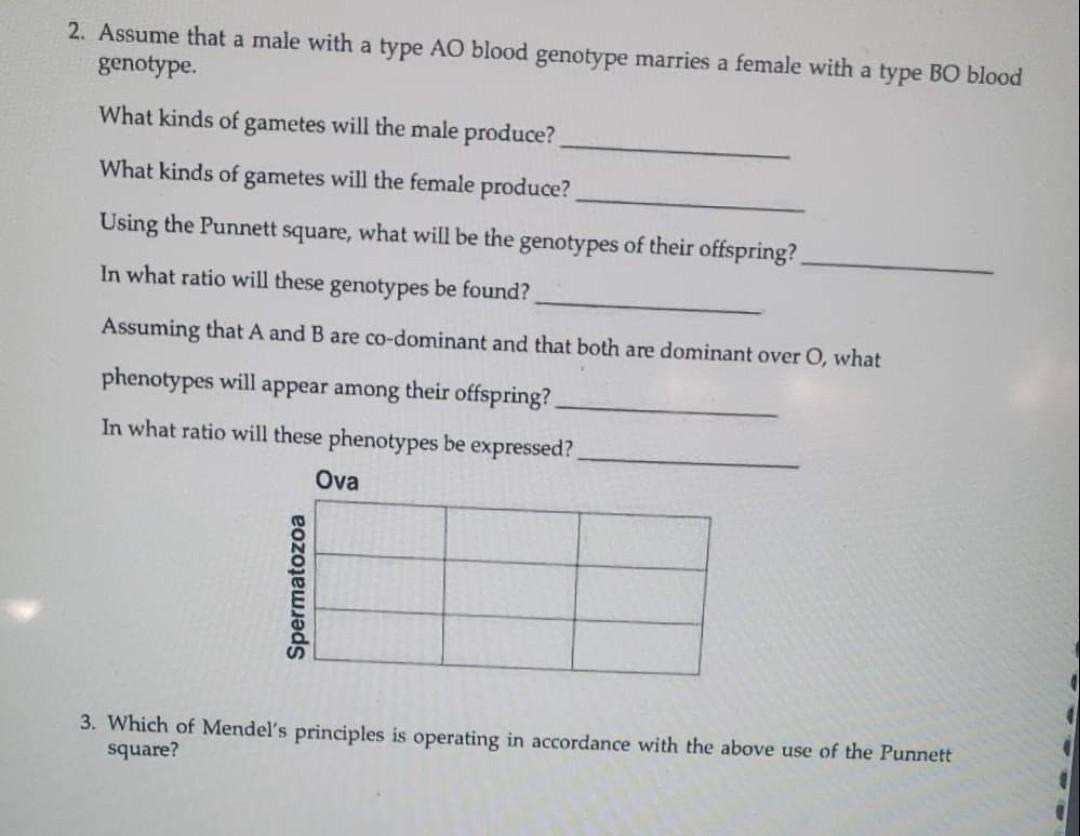 Solved 2. Assume that a male with a type AO blood genotype | Chegg.com