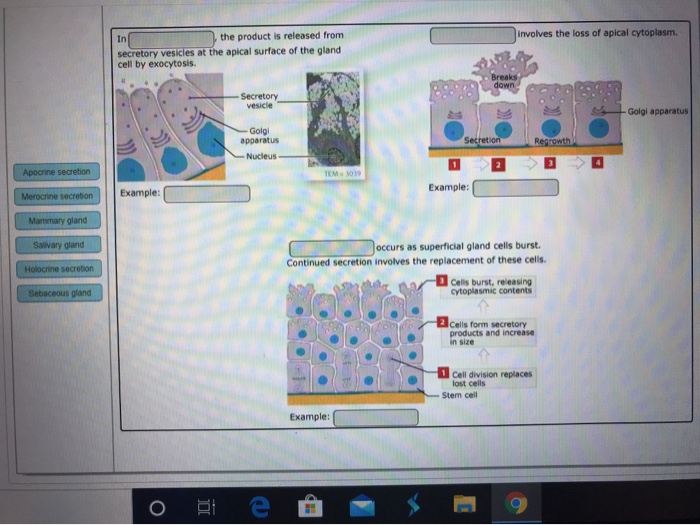 Solved involves the loss of apical cytoplasm. In the product | Chegg.com
