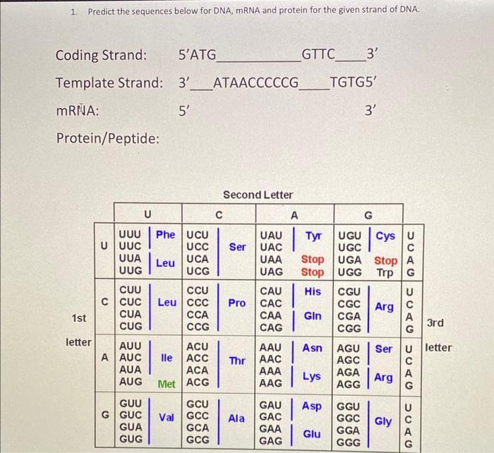 Solved 1. Predict the sequences below for DNA, MRNA and | Chegg.com