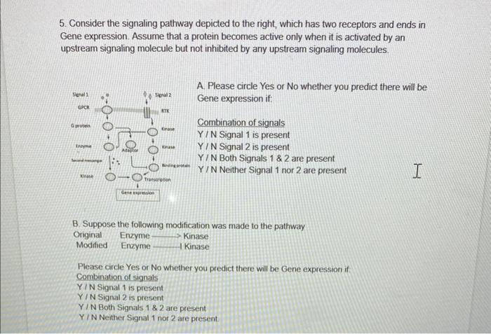 Solved 5. Consider the signaling pathway depicted to the | Chegg.com