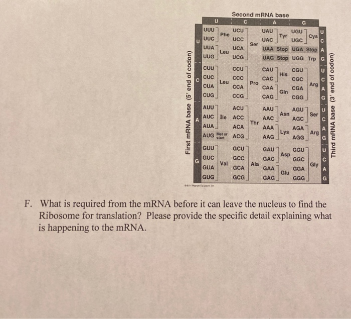 Solved G Second mRNA base с A UUU UCU UAU UGU U Phe UUC Tyr | Chegg.com