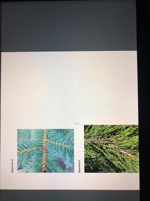 Solved Part II: Using dichotomous keys to identify trees (7 | Chegg.com