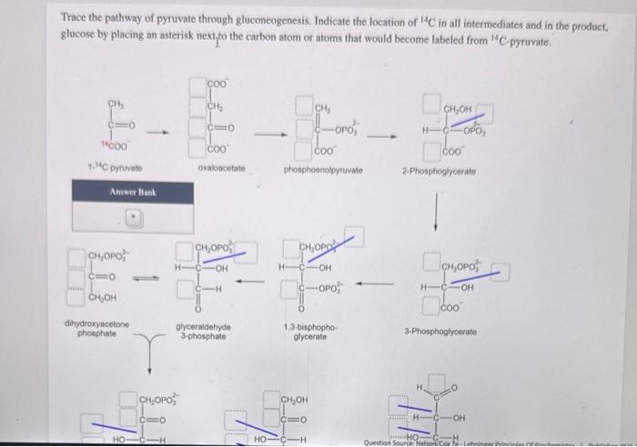 Solved Trace the pathway of pyruvate through | Chegg.com
