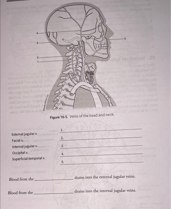 Solved Figure 16-5. Veins of the head and neck. External | Chegg.com