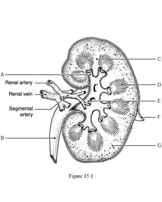 Solved 3 F- Figure 14.1 Renal artery - Renal vein | Chegg.com