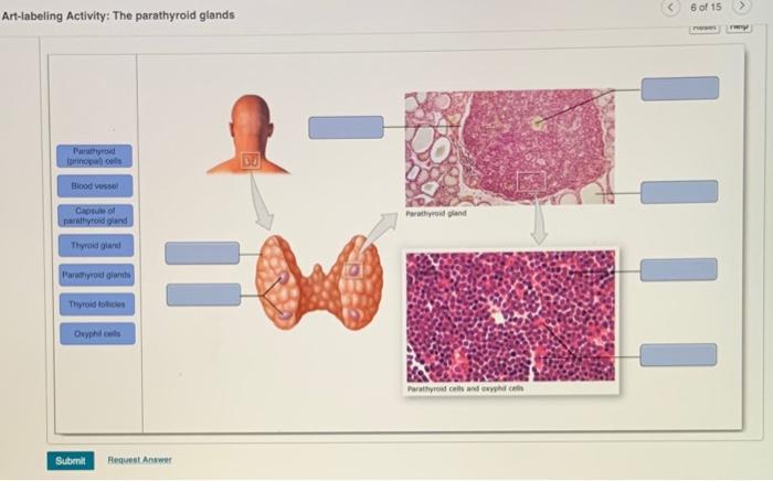 Solved 6 of 15 Art-labeling Activity: The parathyroid glands | Chegg.com