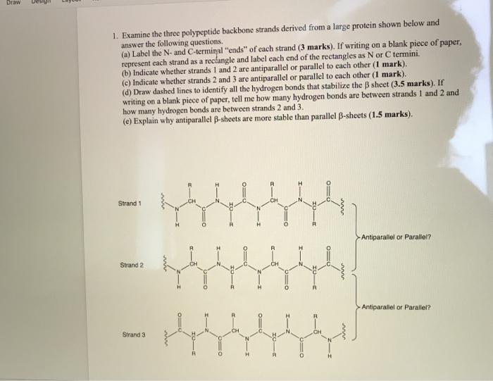 Solved Draw Desu 1. Examine the three polypeptide backbone | Chegg.com