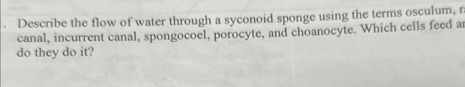Solved Describe the flow of water through a syconoid sponge | Chegg.com