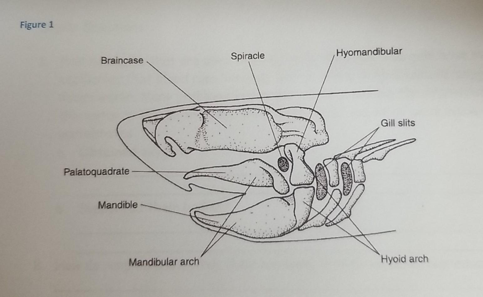 Solved Study Questions 1. In figure 1 below, what skeletal | Chegg.com