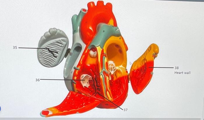 label heart anatomy | Chegg.com