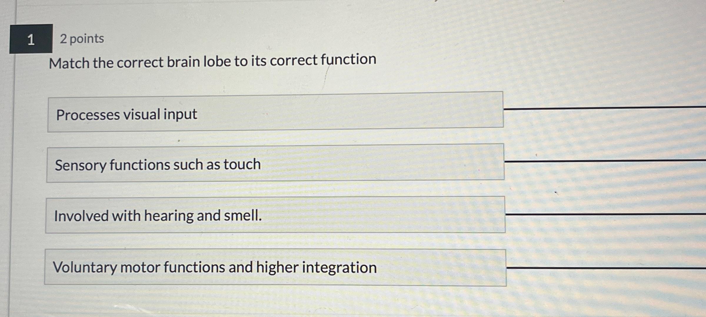 Solved 12 ﻿pointsMatch the correct brain lobe to its correct | Chegg.com