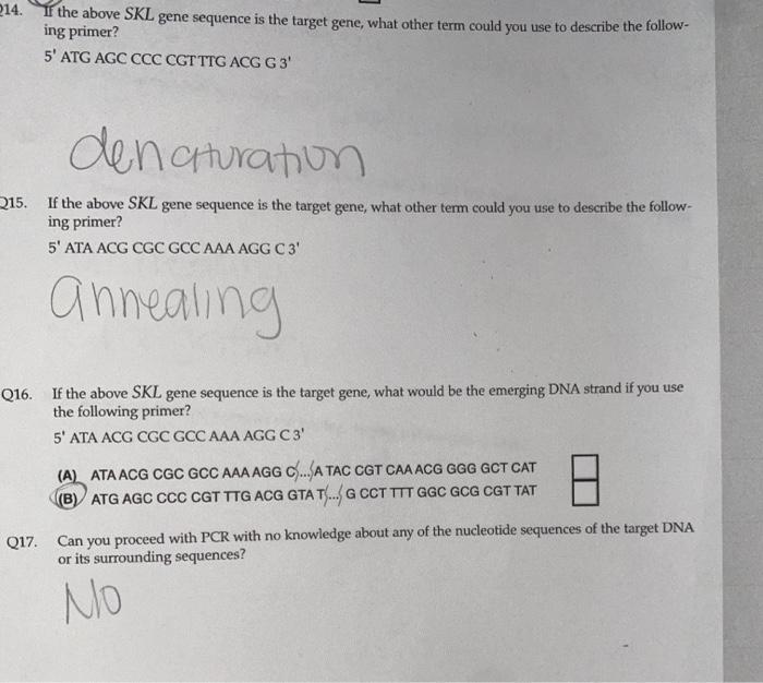 Solved 214. If the above SKL gene sequence is the target | Chegg.com