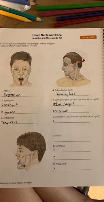 Solved Head, Neck, and Face Muscles and Movements 12 Araf | Chegg.com