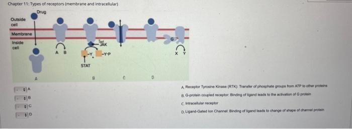 Solved Chapter 11: Types of receptors (membrane and | Chegg.com