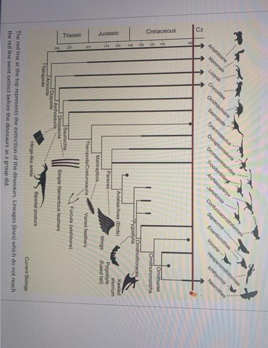 Solved Dromaeosauridae Troodontidae Tyrannosaurus | Chegg.com