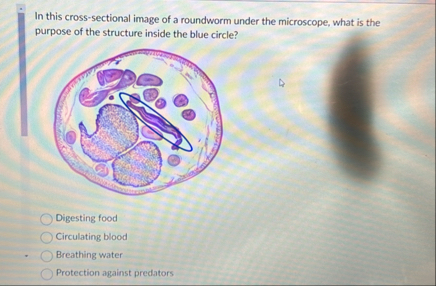 Solved In this cross-sectional image of a roundworm under | Chegg.com