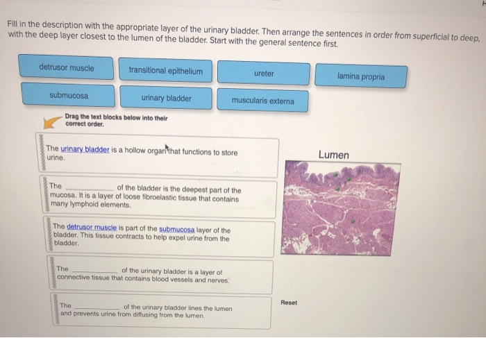 Solved Fill in the description with the appropriate layer of | Chegg.com