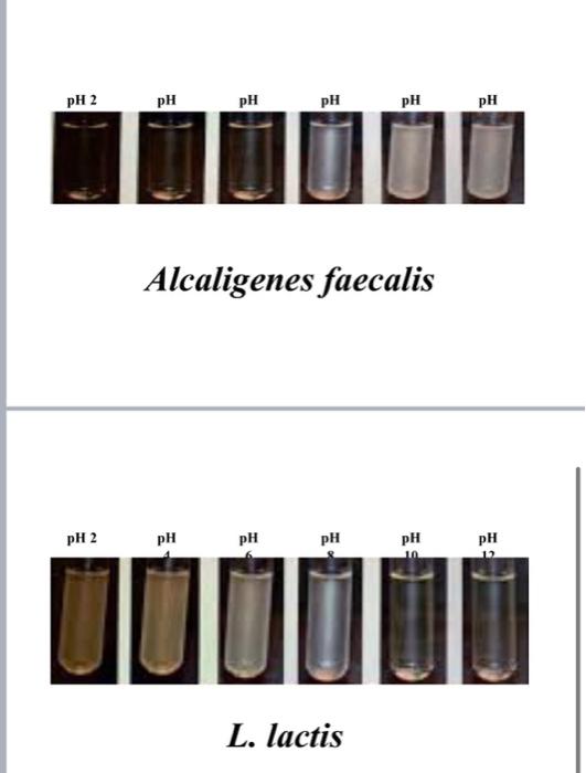 E. coli E. faecalisStaph. aureus Alcaligenes | Chegg.com