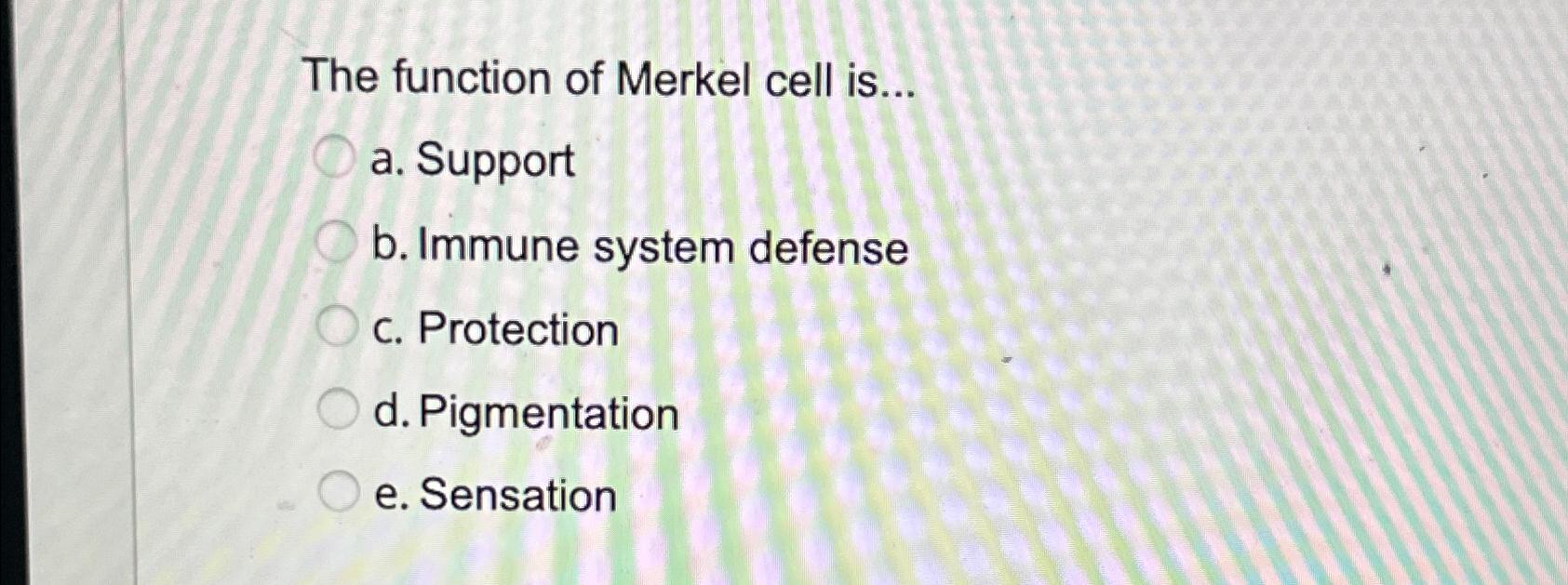 Solved The function of Merkel cell is...a. ﻿Supportb. | Chegg.com