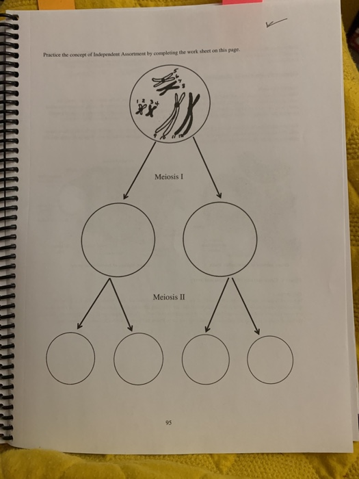 Solved Practice the concept of Independent Assortment by | Chegg.com