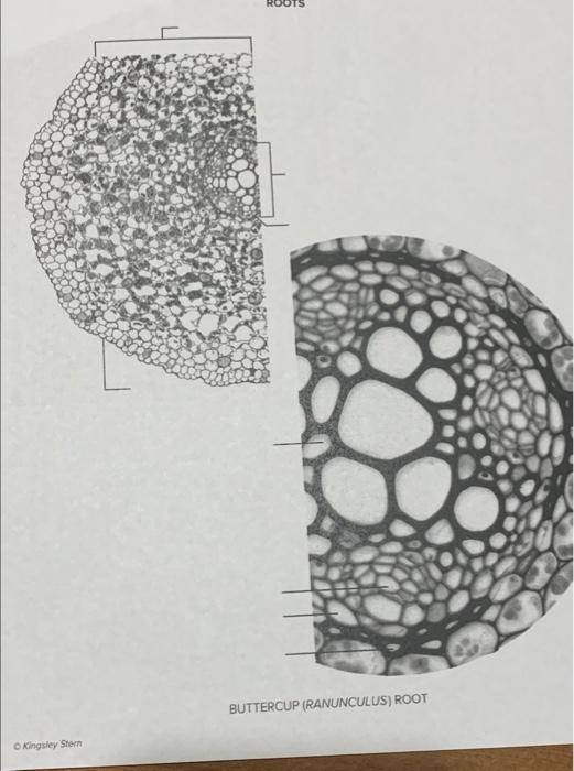 © Kingsley Stern ROO BUTTERCUP (RANUNCULUS) ROOT | Chegg.com