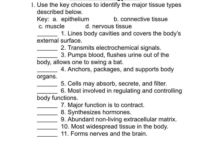 Solved 1. Use the key choices to identify the major tissue | Chegg.com