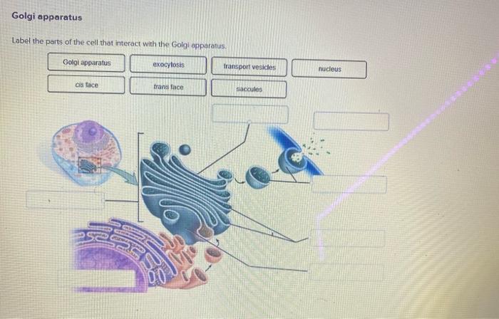 Solved Label the parts of the cell that interact with the | Chegg.com