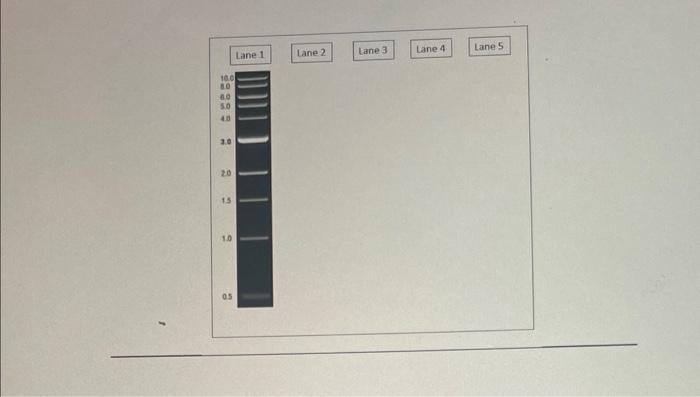 Solved c. Assuming figure below is a gel electrophoresis, | Chegg.com