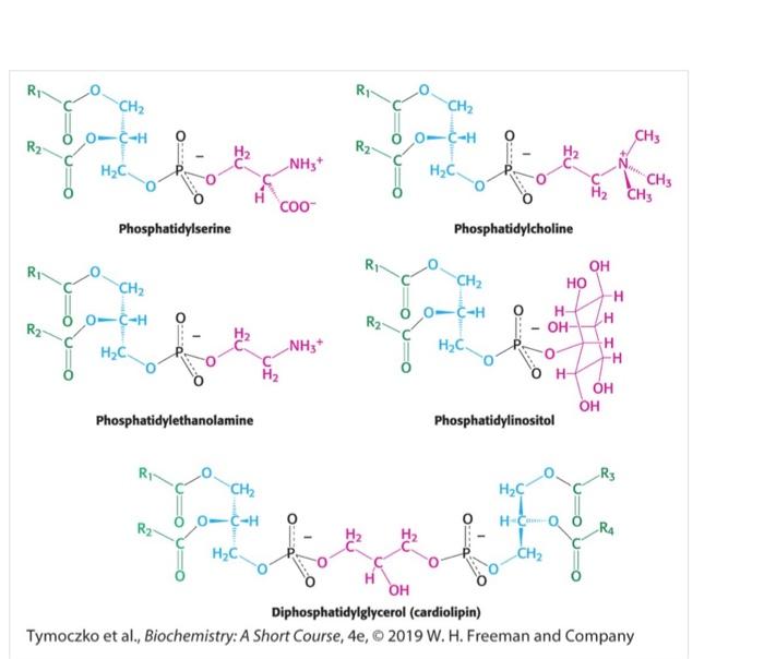 which two phospholipds from the below diagram simply | Chegg.com