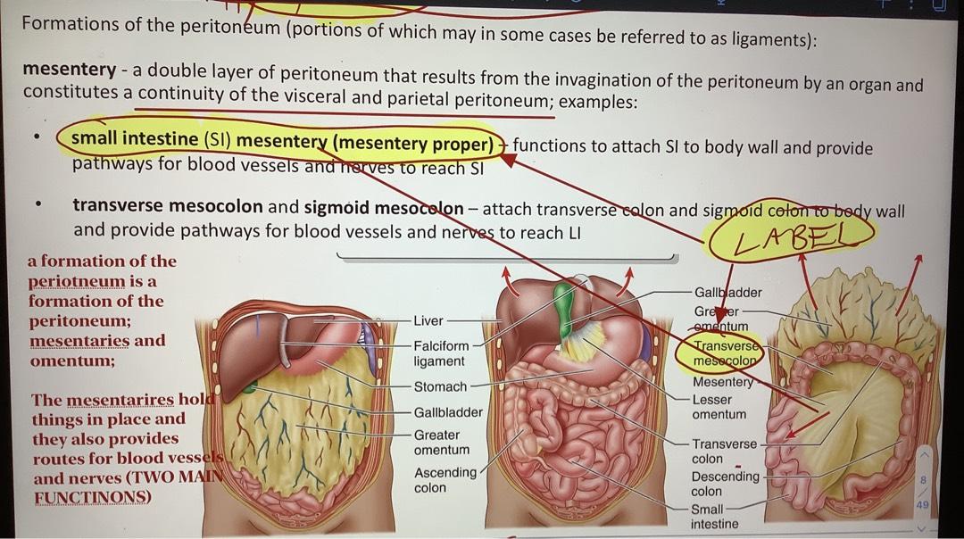 Mesentery Proper Diagram
