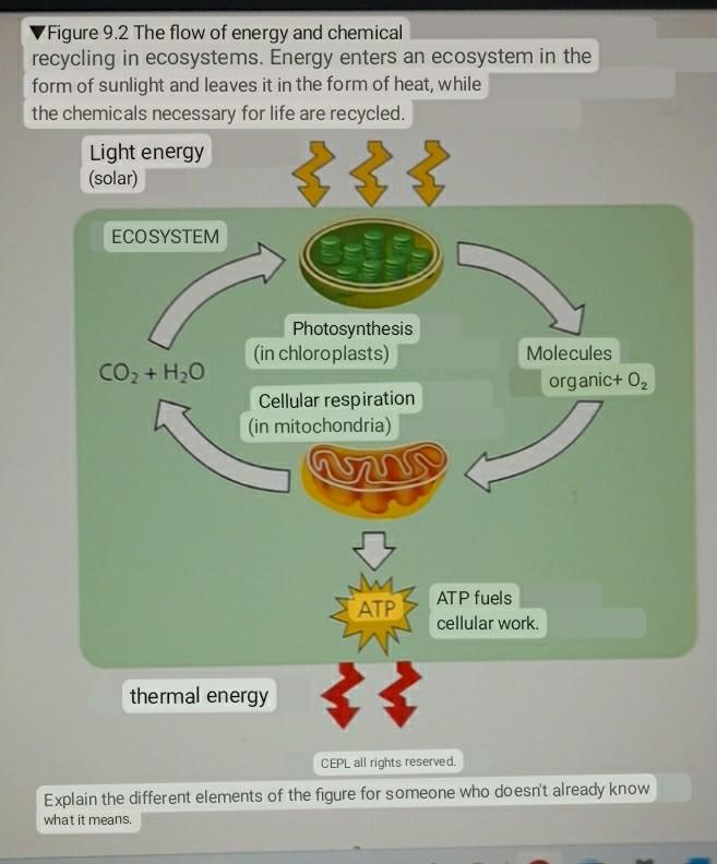 Solved a) Explain the different elements of the figure to | Chegg.com